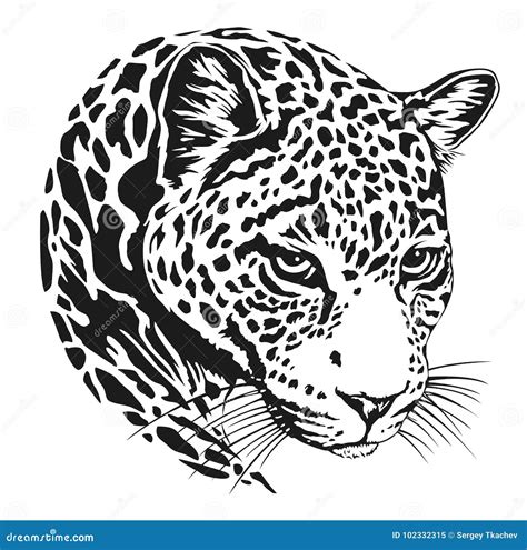 Leopard Vector Illustration Isolated On White Background Wild Cat In Hunt Lurking Pray Panther Leopard Vector Illustration Isolated On White Background Wild Cat In Hunt Lurking Pray Panther