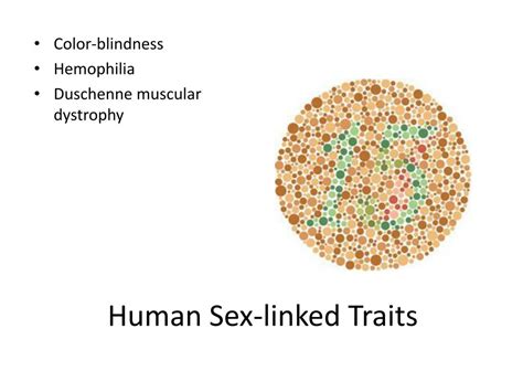 PPT Multiple Alleles PowerPoint Presentation Free Download ID