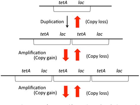 Figure 1 From Plasmid Copy Number Underlies Adaptive Mutability In Bacteria Semantic Scholar
