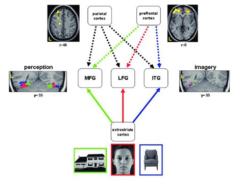 Visual Perception And Visual Imagery Of Faces Houses And Chairs