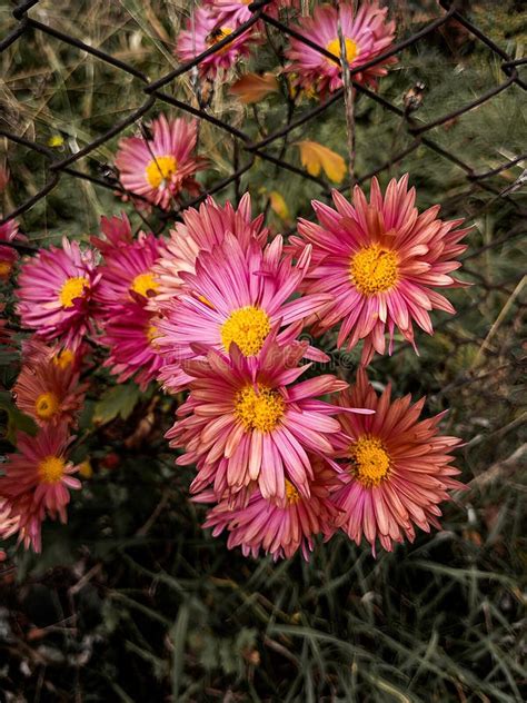Natures Resilience Vibrant Blooms Defying Boundaries Stock Image