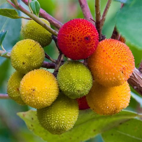 Arbutus Unedo Mixed Strawberry Tree Seeds Buy For Gardensarbutus Red