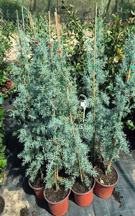 Arizonski čempres Cupressus Arizonica Rasadnik Cvjetićanin