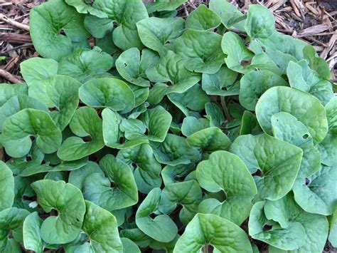 Photo Of The Leaves Of Wild Ginger Asarum Canadense Posted By Molanic
