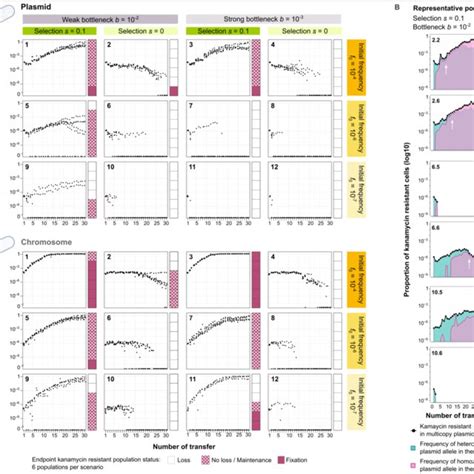 Plasmid And Chromosomal Allele Dynamics Under Selective And Download Scientific Diagram