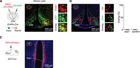Neuroendocrine Circuit For Sleep Dependent Growth Hormone Release Cell