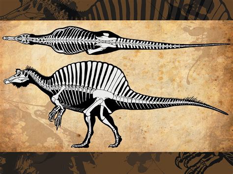 Spinosaurus Skeletal By Miyess Rdinosaurs