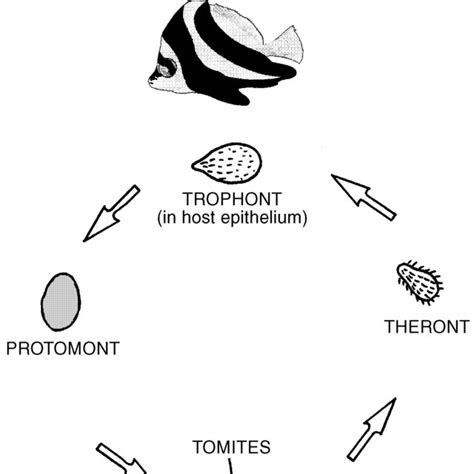 Pdf Cryptocaryon Irritans Brown 1951 The Cause Of ‘white Spot