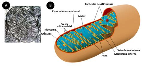Ribosomas Estructura Tema 3 La Célula