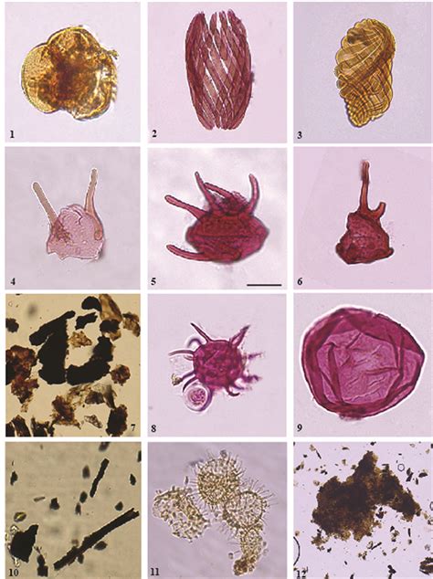 Preliminary Palynostratigraphic Data On The Middle Albian Lower Cenomanian Of The Tarfaya Basin