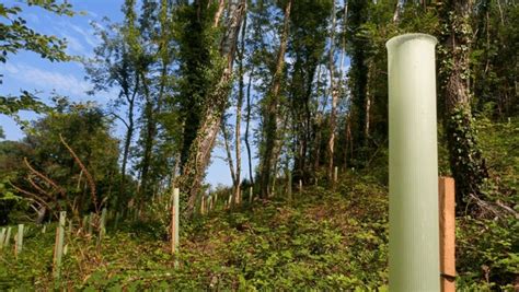 Canopy Management Royalty Free Photos And Stock Images Shutterstock