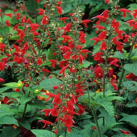 Scarlet Sage 1 Gal Live Plant Salvia Coccinea Etsy