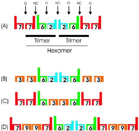 Schematic Representation Of Possible Septin Septin Interactions Within
