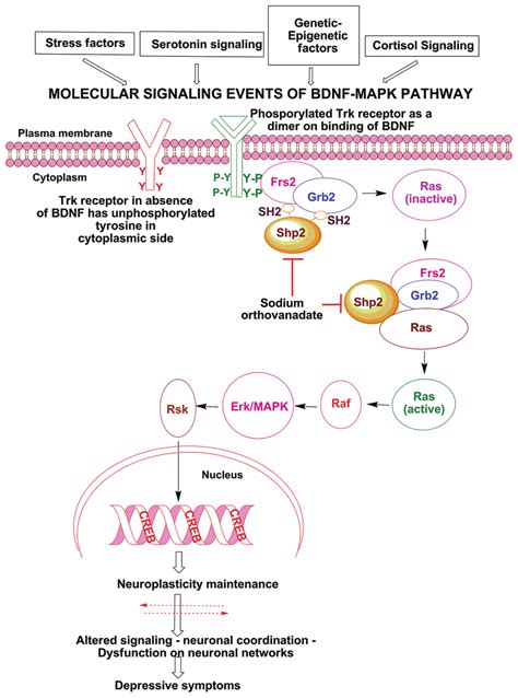 Molecular Signaling Events Of Brain‑derived Neurotrophic Download Scientific Diagram