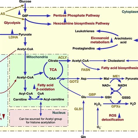 Distinct Metabolic Features Of Pdac Cells Blue And Red Pathway Lines