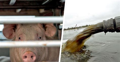 Epa Proposes Strict New Water Pollution Limits On Meat Processing For First Time Since 2004