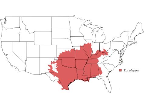 Painted Turtle Vs Red Eared Slider All Turtles