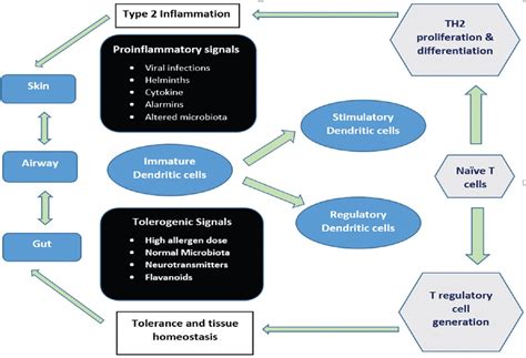 Type 2 Inflammatory Diseases In Atopic Dermatitis A Short R Indian Journal Of Paediatric