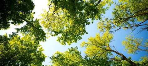 Can Trees Help Tackle Climate Change Garden Express