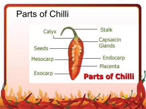 Chilli Crop Plantation Management Ppt
