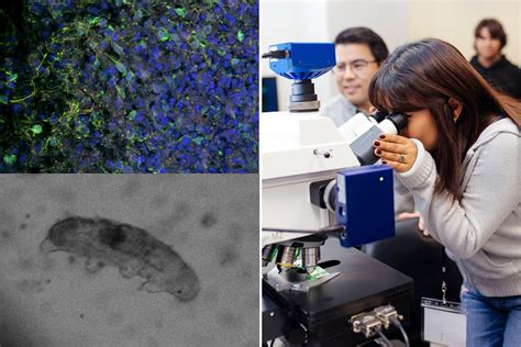 Ucla Stem Cell Lab Tour Lights Stem Path For High Schoolers Ucla