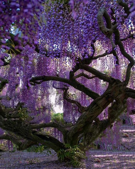Wisteria Tree Artofit