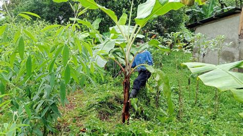 Kadyos Vegetable Planting 2023 Youtube