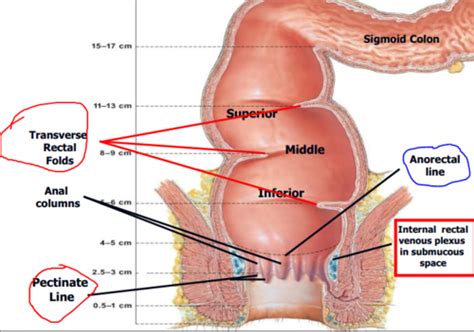 Anus And Rectum Flashcards Quizlet
