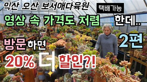 2편20년마니아의 대품다육 20 더 저렴하게 구입할 수 있는 기회😆ㅣ다육이판매ㅣ보서애다육010 2101 8770ㅣ신쌤의다다육선多肉植物 Succulent