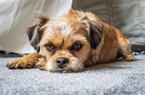 Yorkie Shih Tzu Puppies