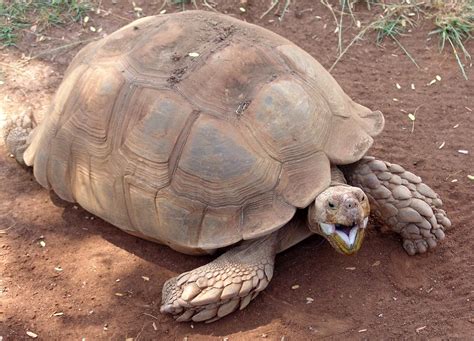 African Spurred Tortoise Geochelone Sulcata Honolulu Zoo Flickr