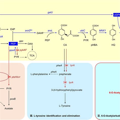 Strategies For High Yield Production Of β Arbutin In E Coli Download Scientific Diagram