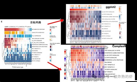 绘图练习 Complexheatmap 风格热图 知乎