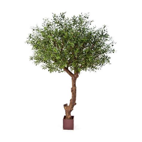 Olea Nagy Méretű Mű Olajfa 270 Cm Loftandvintage