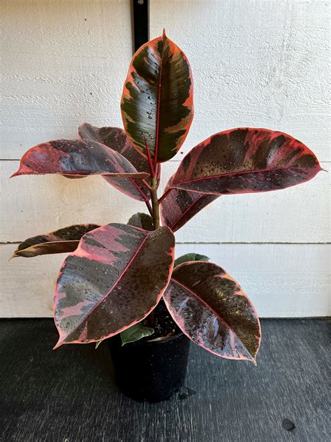 Ficus Ruby Small Landscape Supply Co