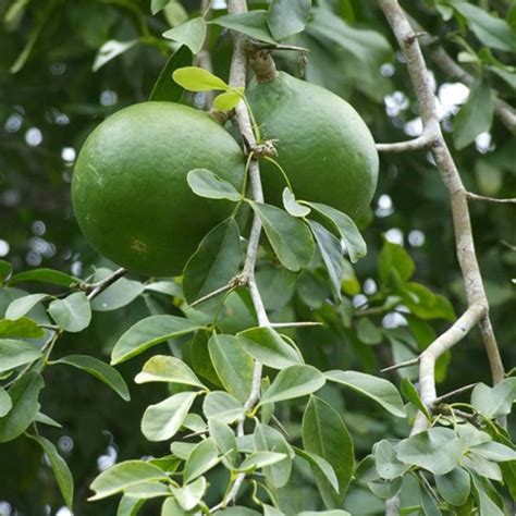 Go4plants Live Bel Tree Bilva Patra Bel Patra Plant With Pot Garden And Outdoors