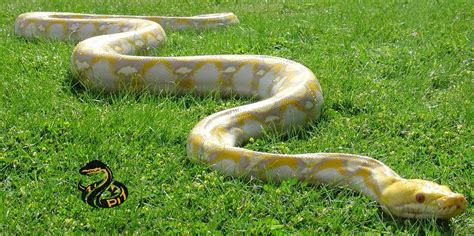 Albino Reticulated Python