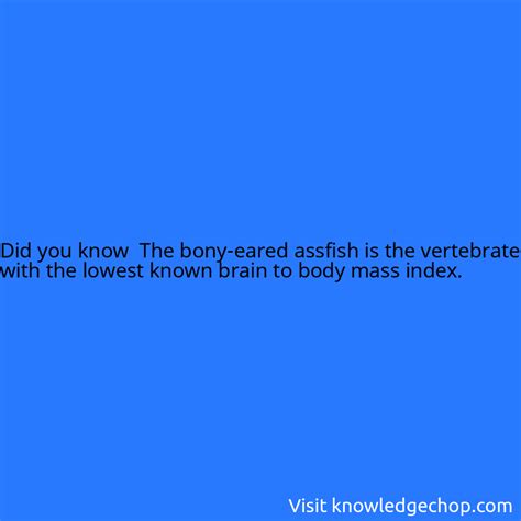 The Bony Eared Assfish Is The Vertebrate With The Lowest Known Brain To