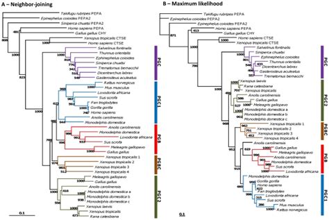values at nodes are bootstrap values 1000 download scientific diagram
