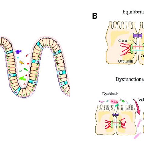 Sepsis And Lung Injury Intestinal Microbiota Interact With Lung
