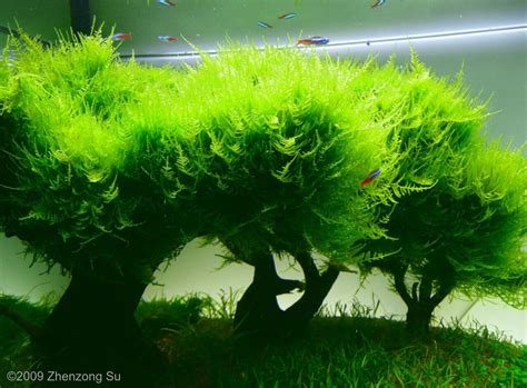 AGA 2009 Aquascaping Contest 26