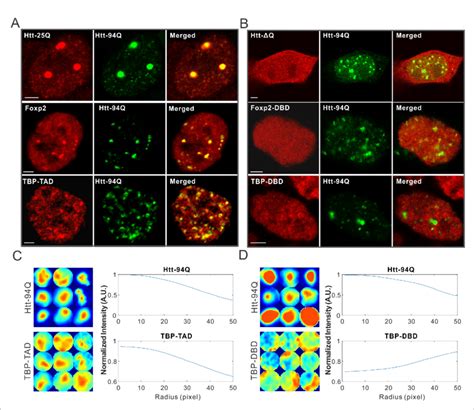 mhtt aggregates non specifically interact with htt 25q foxp2 and tbp