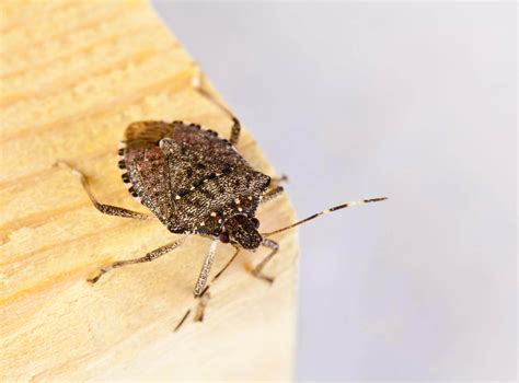 Pictures Of Stink Bugs Photo Gallery Of Stink Bug Images Pictures Of Stink Bugs Photo Gallery Of Stink Bug Images