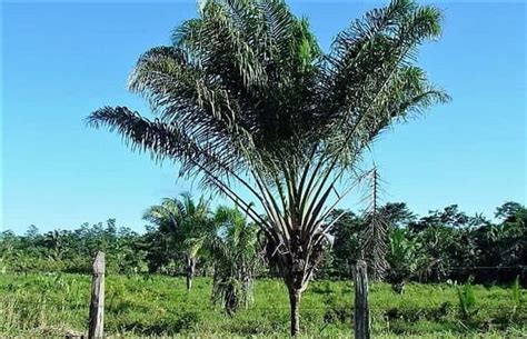 What Do Palm Trees Grow Who Knew We Do