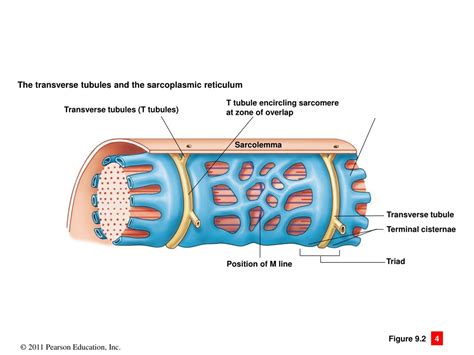 Ppt Exploring Skeletal Muscle Tissue Functional Insights And Anatomy