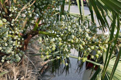 Trachycarpus fortunei - Изображение особи - Плантариум