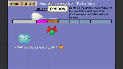 Gene Control Part 2 Prokaryotes The Operon Youtube
