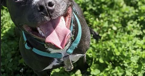 Milton Album On Imgur