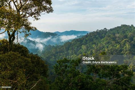 Ulu Temburong National Park Brunei Darussalam Borneo Rainforest Stock