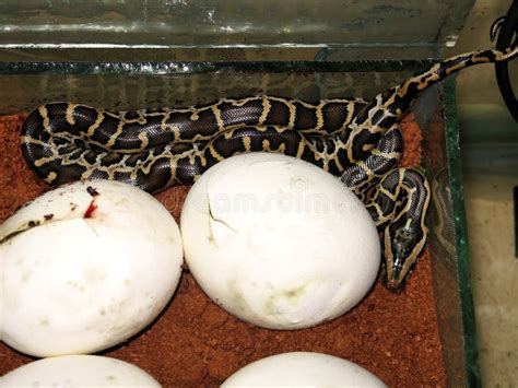 Burmese Python Python Bivittatus Stock Photo Image Of Leucistic Serbian 271633462